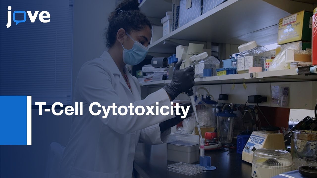 3D Culture to monitor Cell invasion and T-Cell Cytotoxicity | Protocol ...