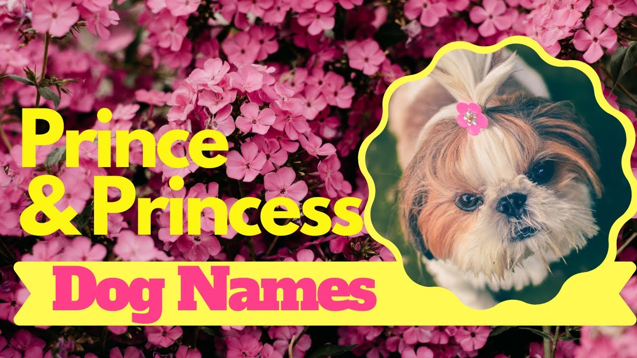 Top 20 Best Prince And Princess Dog Names With Meaning 2020 ! Unique ...