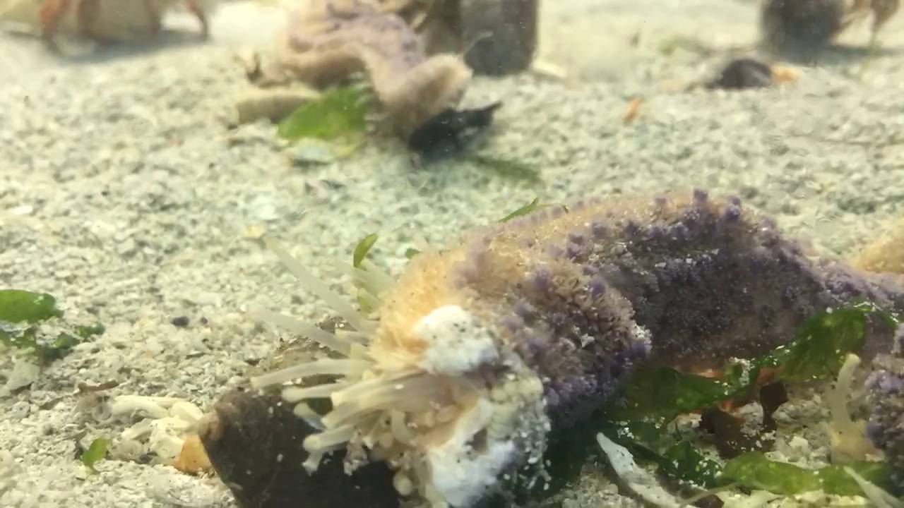 ITS ALIVE! Starfish Limb Autonomy - YouTube
