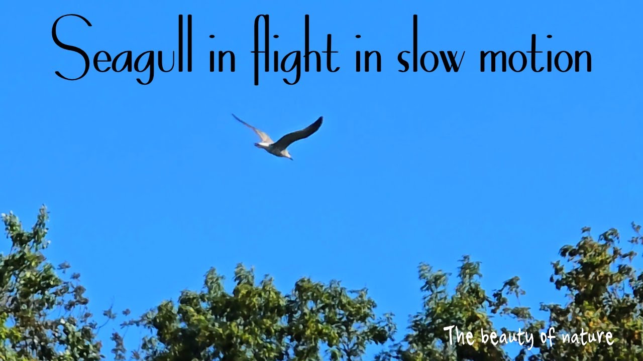 Seagull flight in slow motion / beautiful bird in flight / beautiful ...