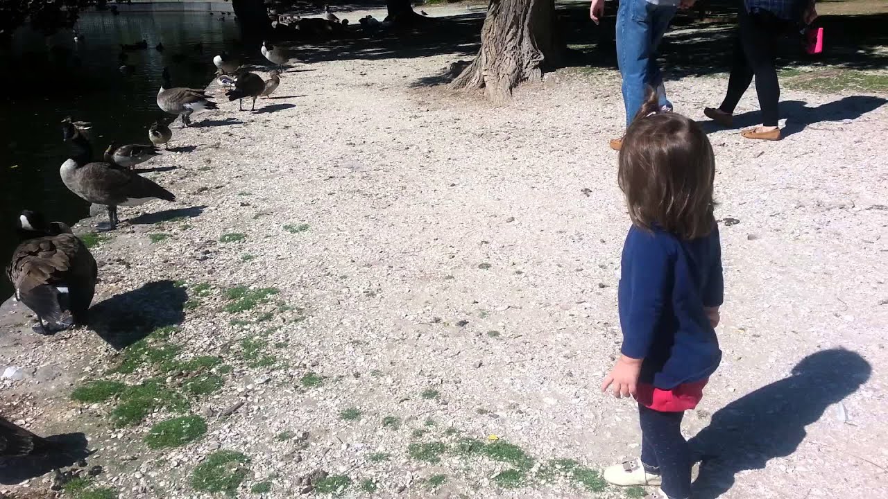 Barley - duck pond - YouTube