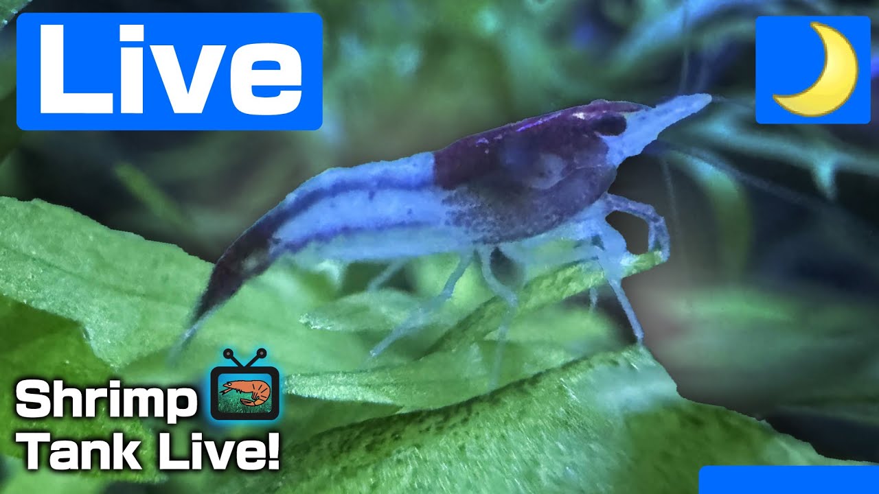 🔵 SLEEP & Relax With Shrimp Town | Calm Nintendo Music for Sleep ...