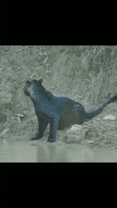 Hiding in the Shadows | The Real Black Panther | National Geographic ...