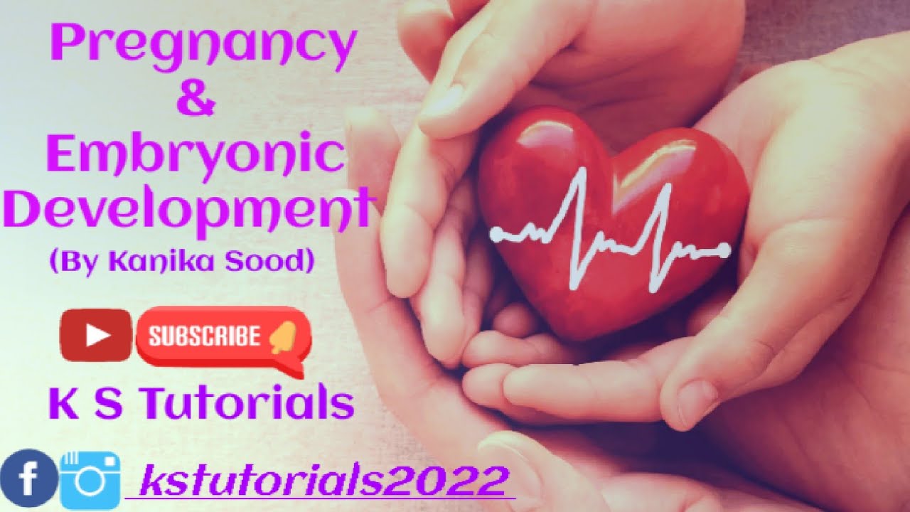 Pregnancy & Embryonic development || Embryonic development Class 12 ...