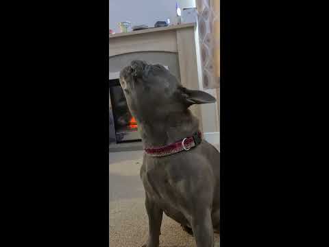 French bulldog howling - YouTube