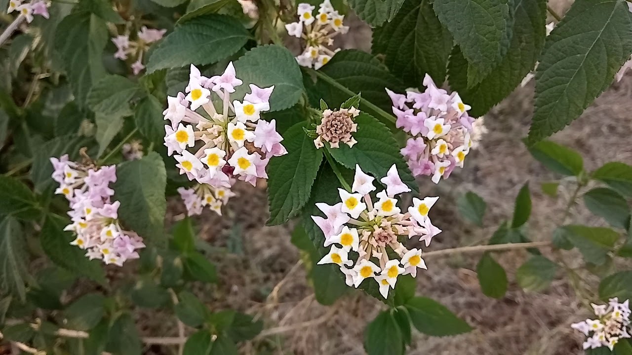 Kirkichi flower || Tito Brother Tambimunda - YouTube