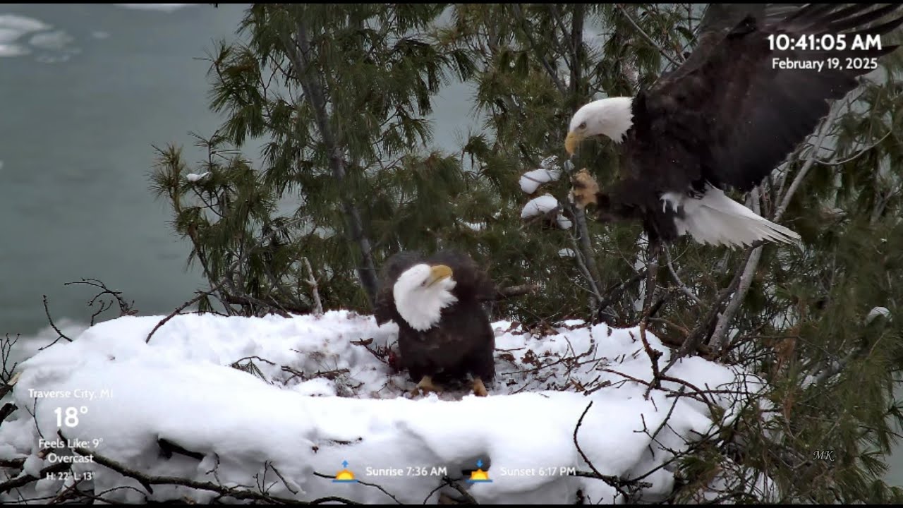 Traverse City, MI Bald Eagle 19 02 2025 1 ~ Harry & Harriet - YouTube