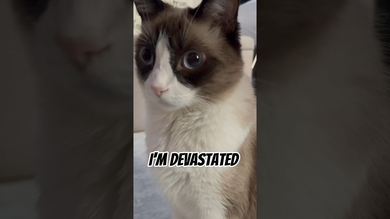 I’m devastated template! #shorts #CapCut #cat #funny #cat #mycat #meow ...