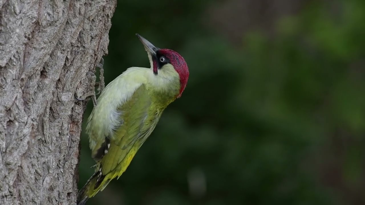 Green Woodpecker [sound on to hear him Yaffle] - YouTube