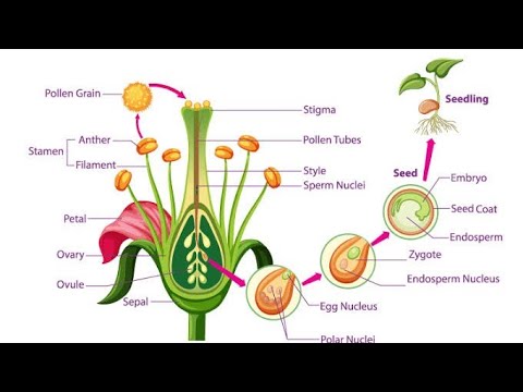 Fertilization in Plants | Reproduction in Plants Class 7 Science ...