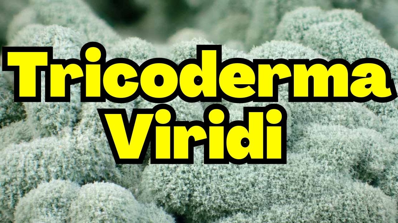 Tricoderma Viridi fungicide for plants │ How to use tricoderma to ...