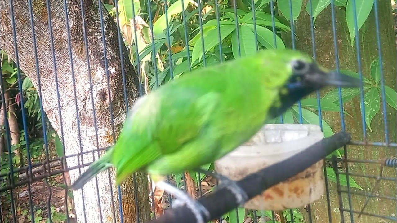 BIKIN IJO MINI NYAUT CAK ijo mini - YouTube