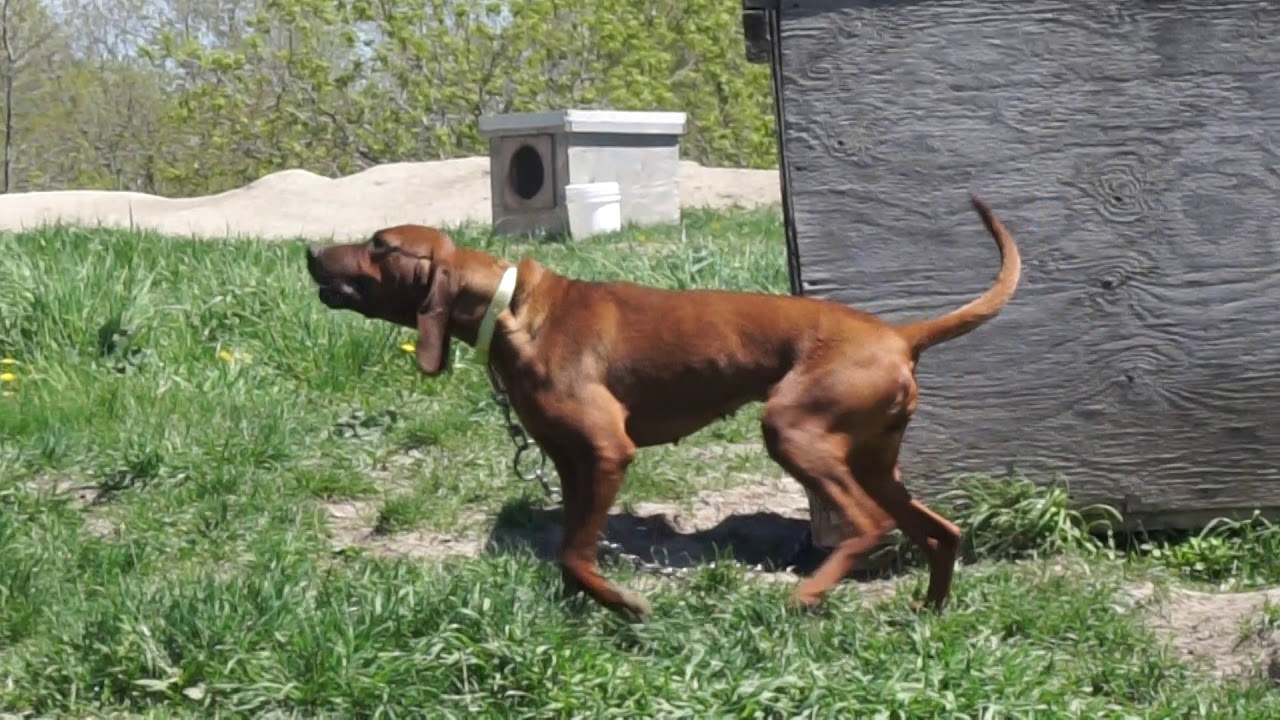 RIVER STYX FERGIE: Purebred Redbone Coonhound female - YouTube