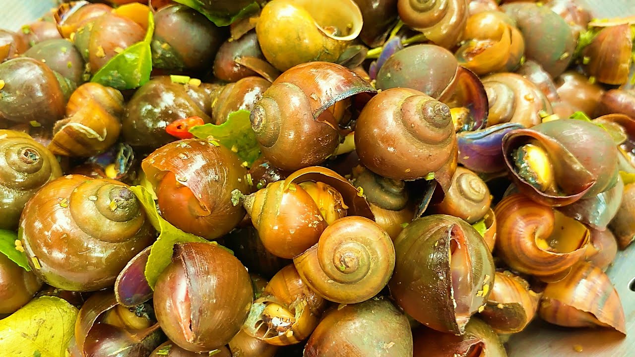 Delicious Snail Recipe | Village Cooking | Aunties Cooking - YouTube