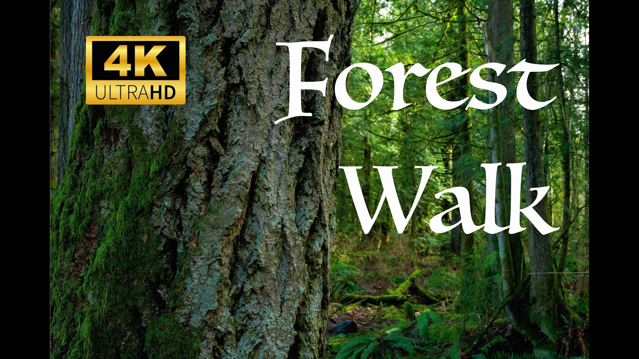 Peaceful Virtual Forest Walk in Sunny Canadian Beauty 4K - YouTube
