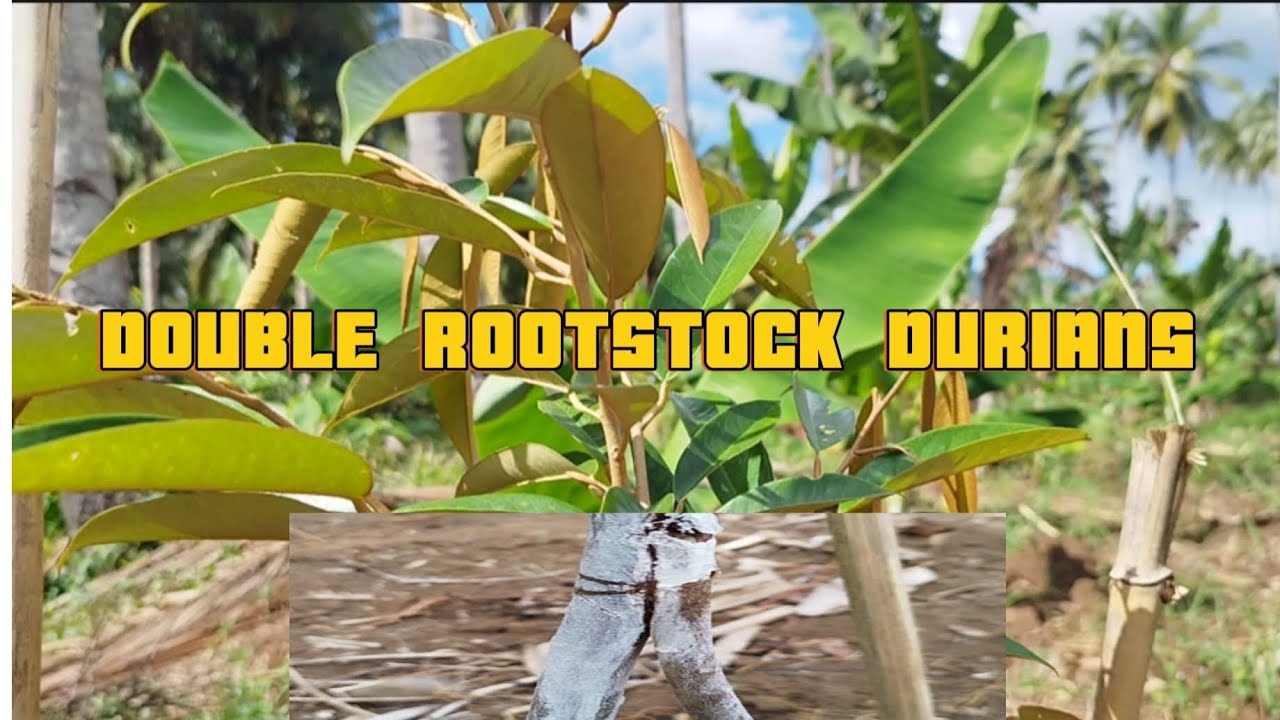UPDATE ON OUR DOUBLE ROOTSTOCK DURIANS - YouTube