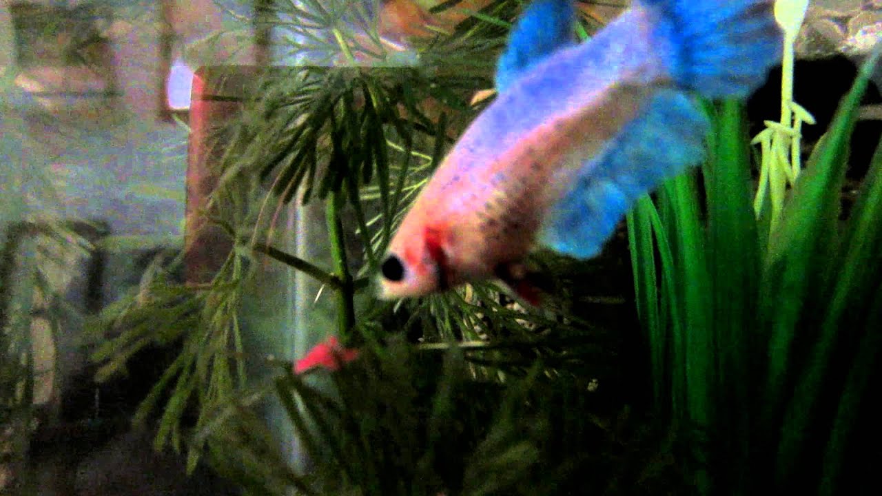 Luna! mi Betta Corona Hembra. Comiendo. - YouTube