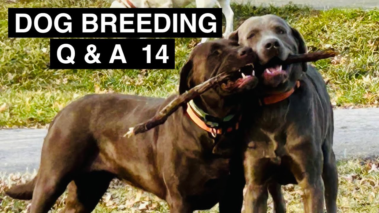 Dog Breeding Q&A 14! How To DIY - YouTube