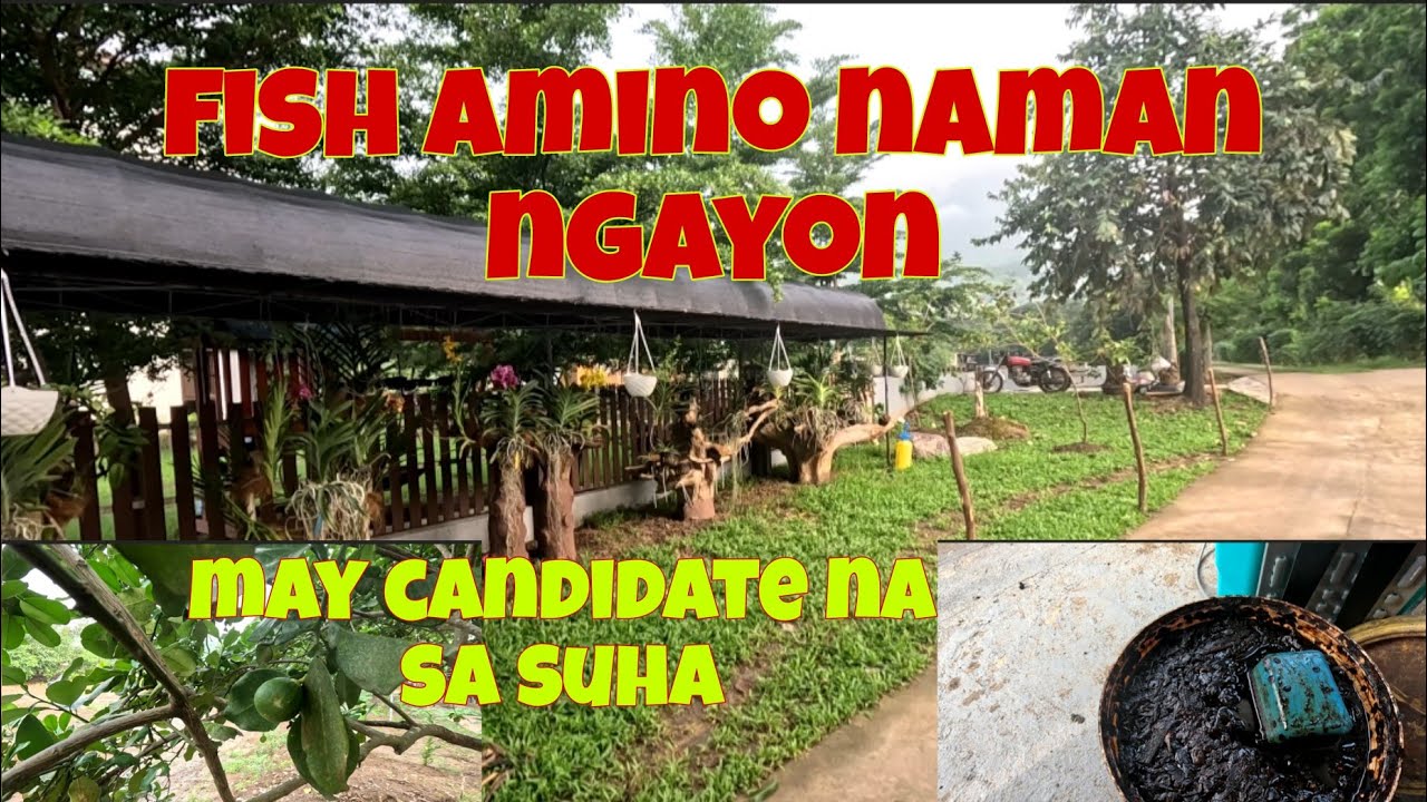 Nag spray ako ng fish amino acid sa mga halaman at orchids | May ...