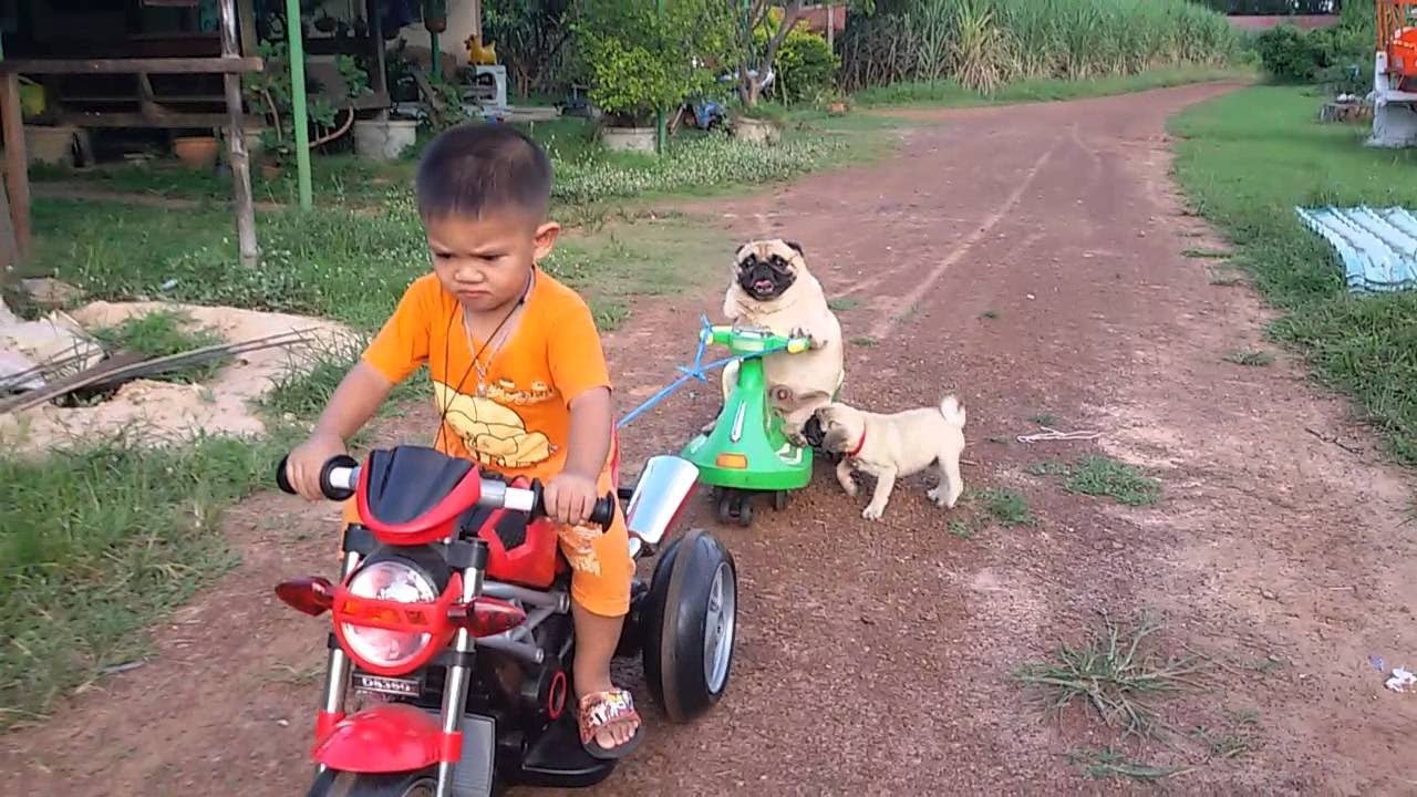 Pug Puppy Wants Back On The Motorcycle || ViralHog - YouTube