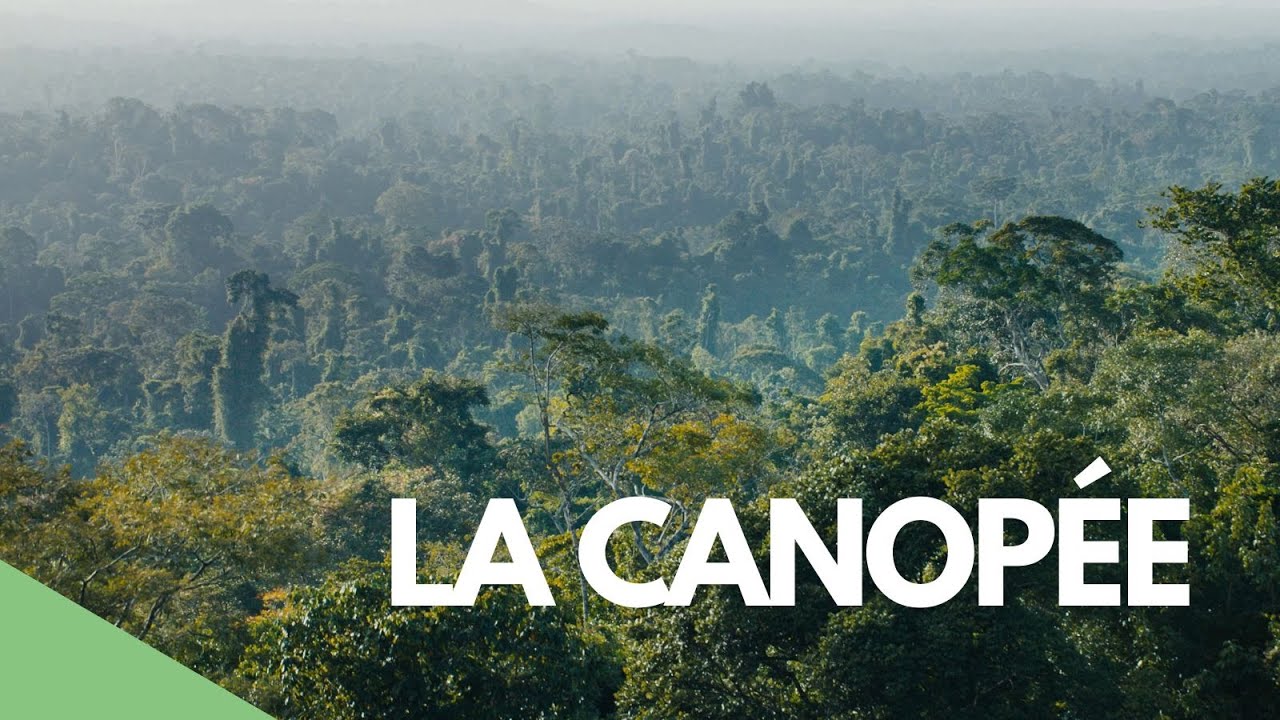Terra - La canopée - YouTube