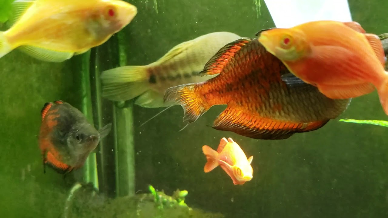 I Almost Had Fish Soup For Breakfast; Disaster Averted - YouTube