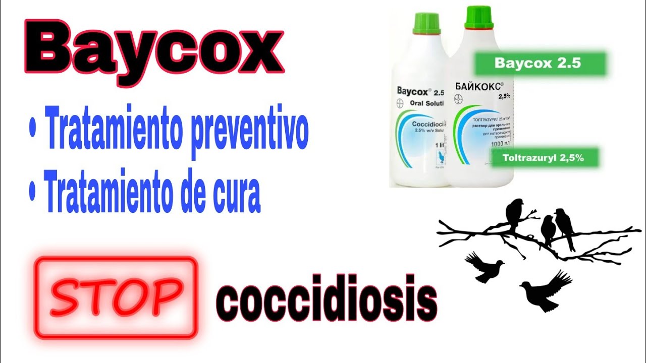 Tratamiento preventivo/cura de la coccidiosis -- Baycox -- 🛑 stop ...