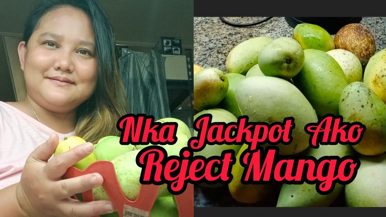 Nag Harvest Sila Mango Pero Iniwan Nila Ang Reject / Free Mango ...