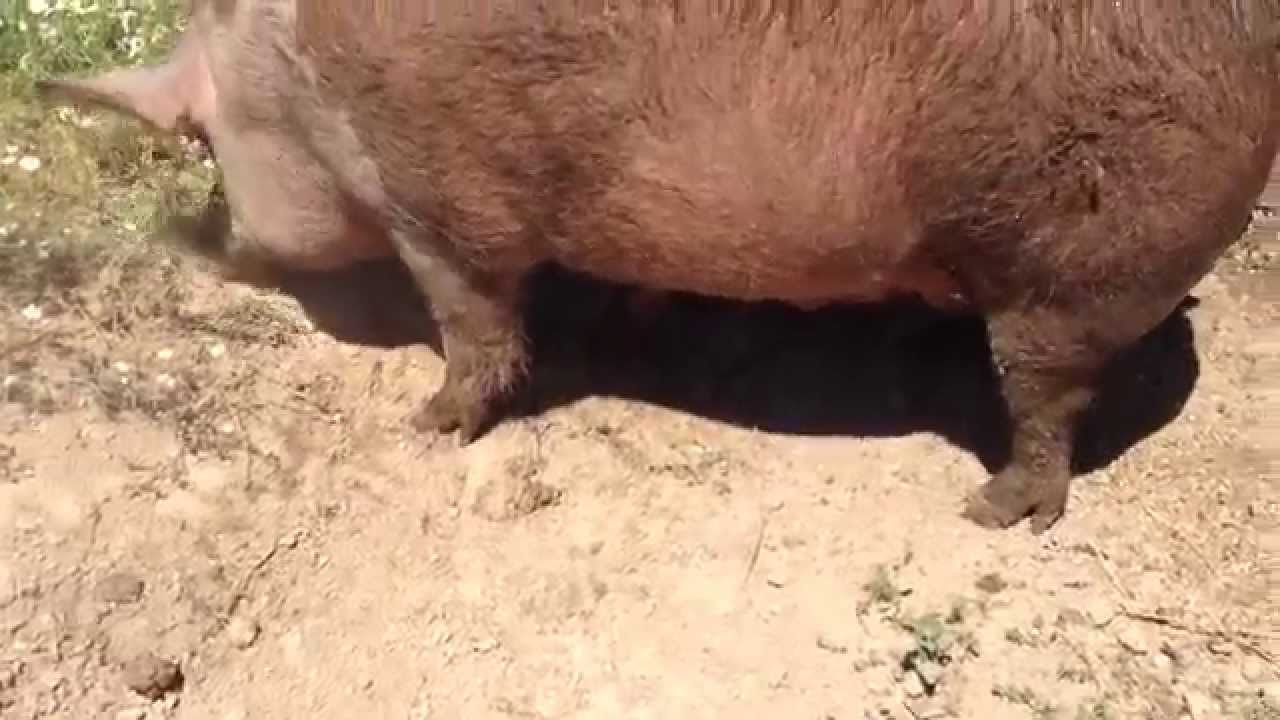 Injured Pig - 2 - YouTube