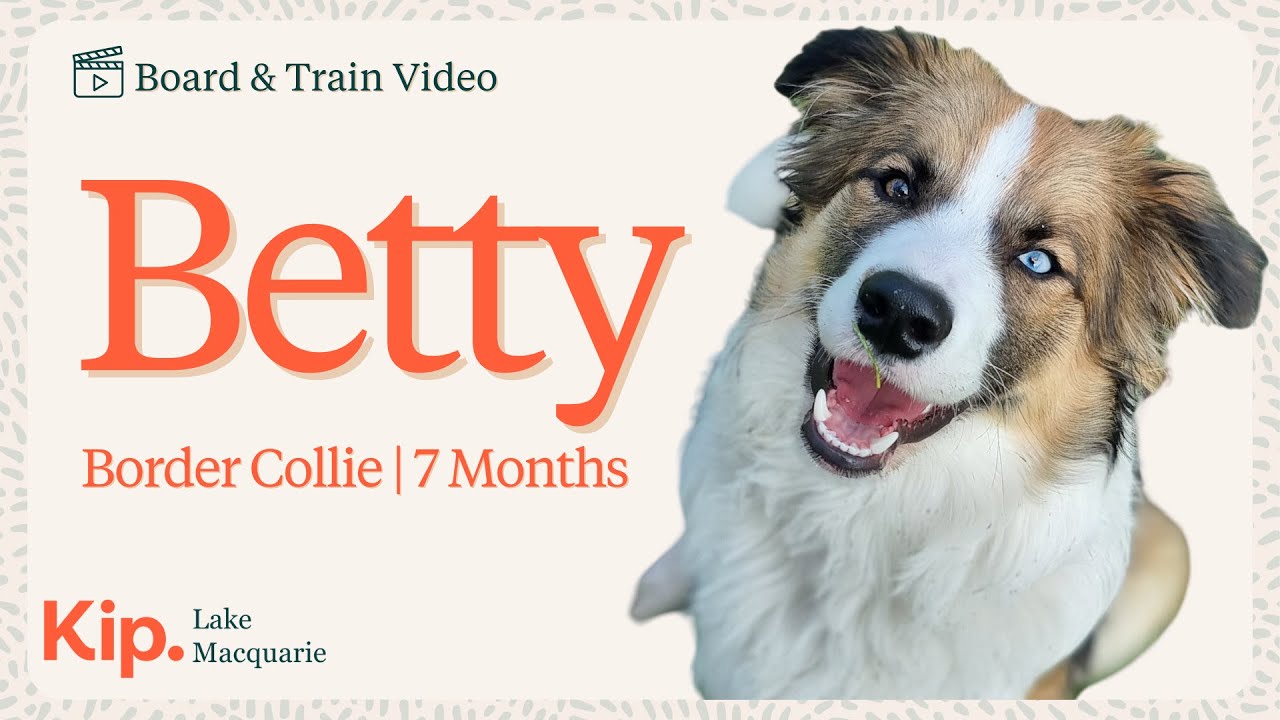 Betty- Border Collie - YouTube