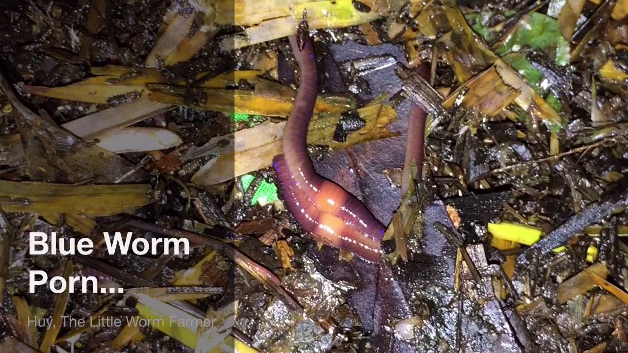 Footage of Perionyx Excavatus aka Blue Worms making babies - YouTube