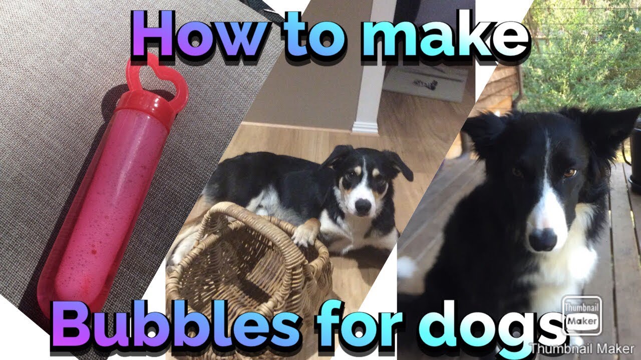 How to make bubbles for dogs 2 ingredients - YouTube