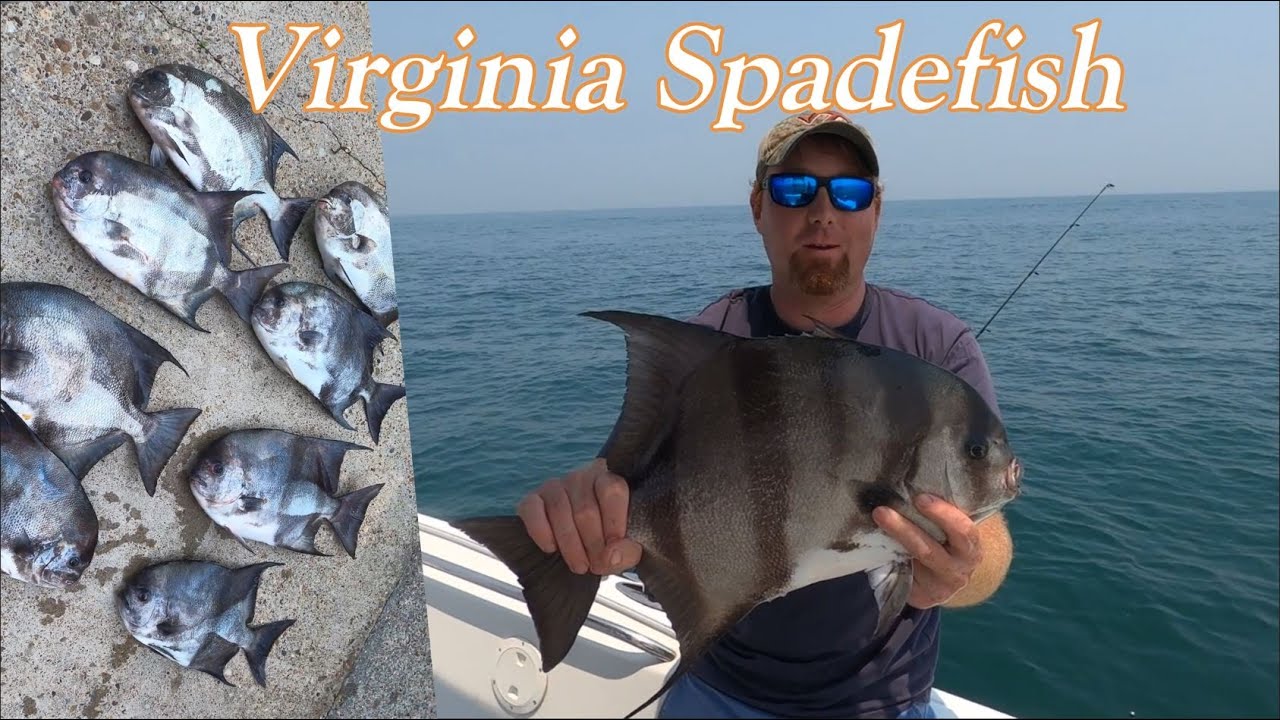 SPADEFISH At Chesapeake Light Tower - {Catch, Clean, Cook} - YouTube