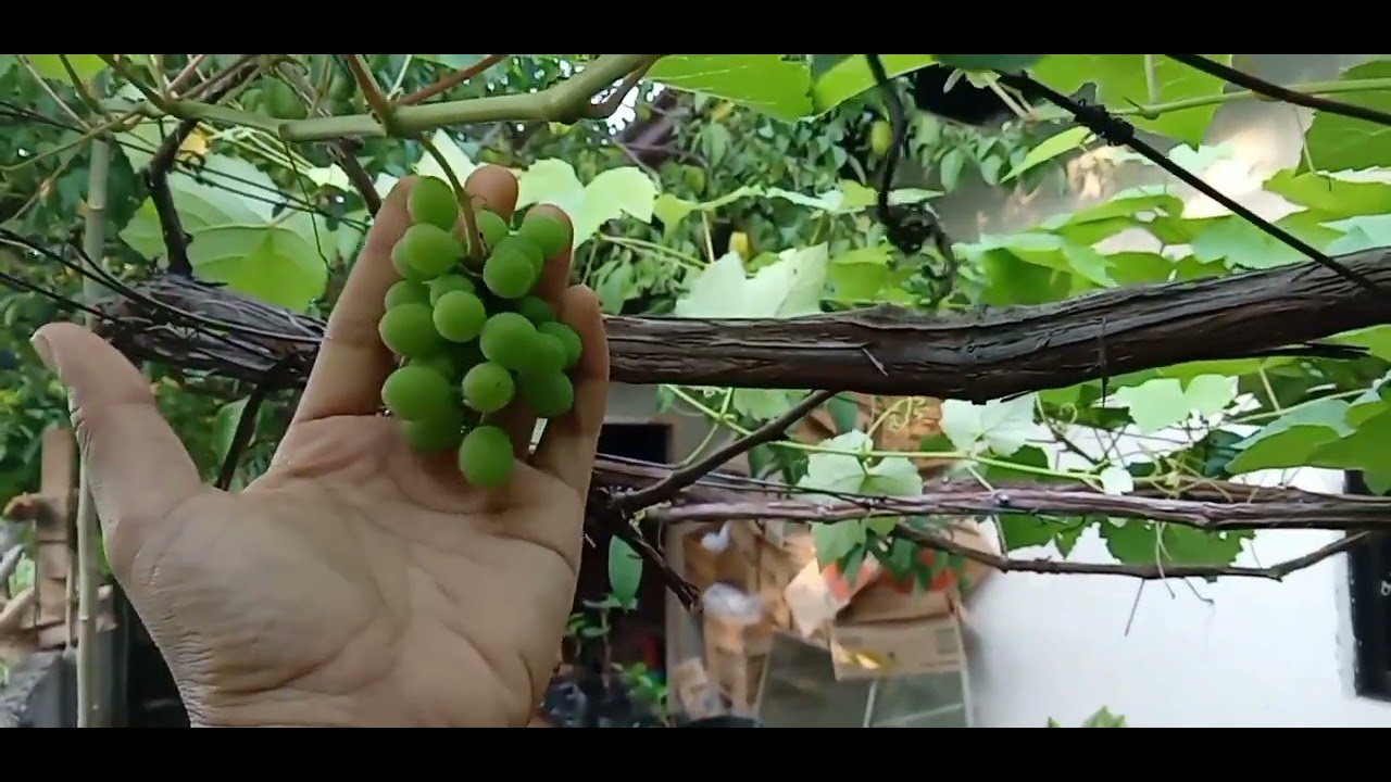 pwede pala dito sa Pinas!😍 - YouTube