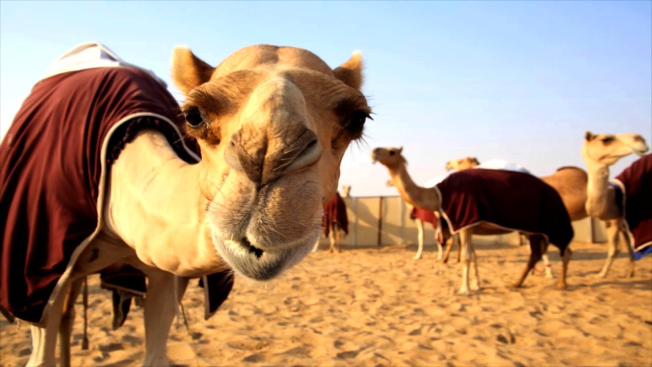 THE AL DHAFRA REGION OF THE UAE: Desert, Camels, Dates and Racing - YouTube