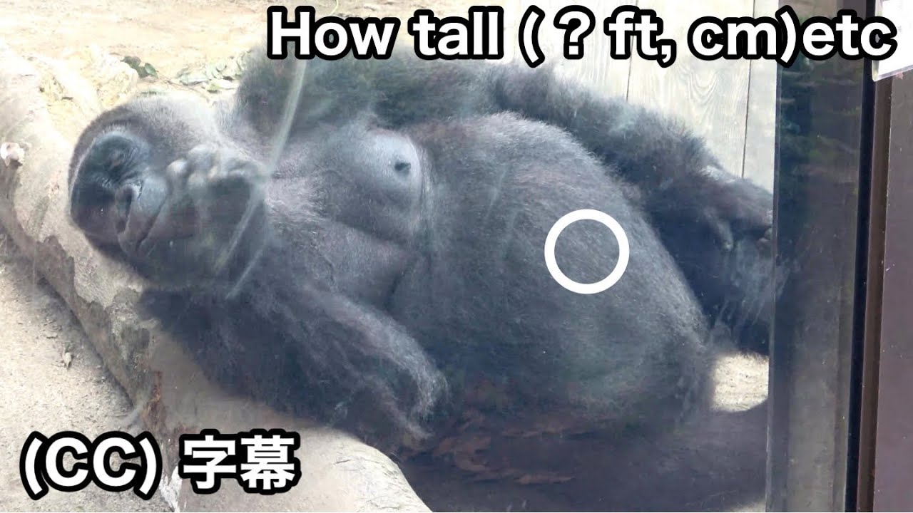 Mom gorilla's belly grows. Genki's physical measurements! ｜Momotaro ...