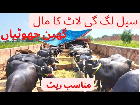 pour Neli Ravi ki Beautiful Granted pregnant jotian 3 Month to 9 Month ...