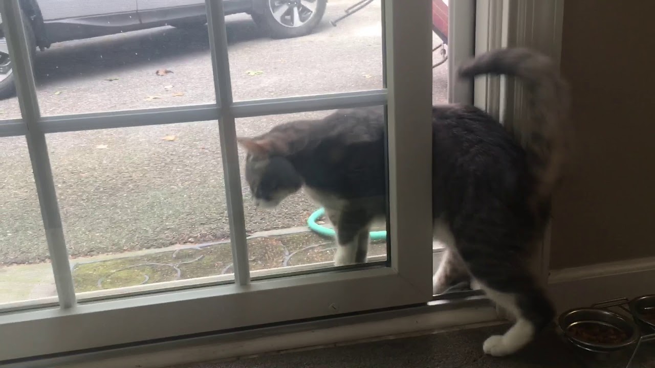 Funny cat stuck in door - YouTube