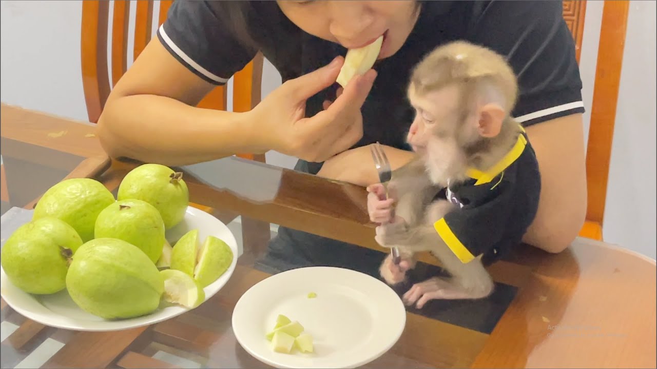Mom feeds monkey caca fruit - YouTube