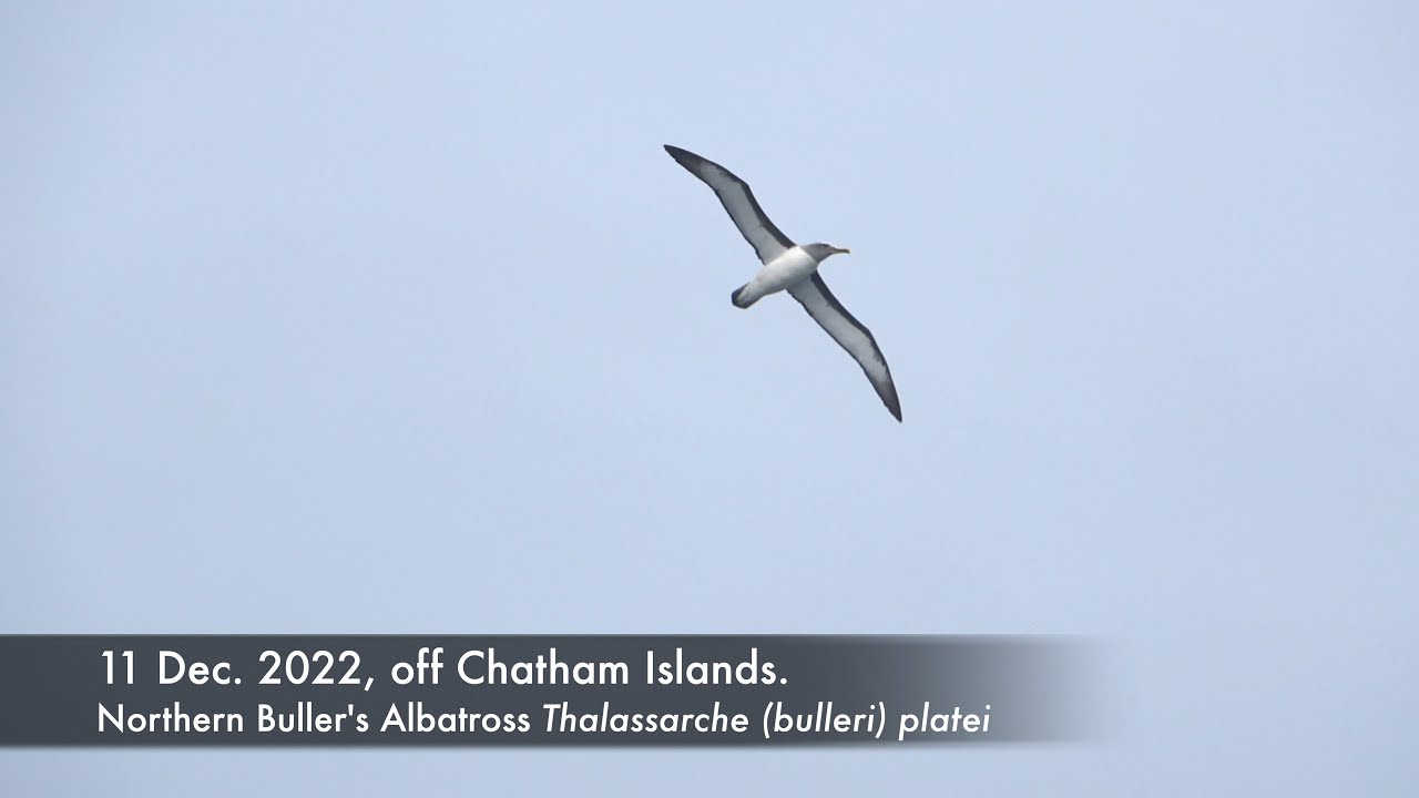 Northern Buller's Albatross, 11 Dec. 2022, off Chatham Islands. - YouTube