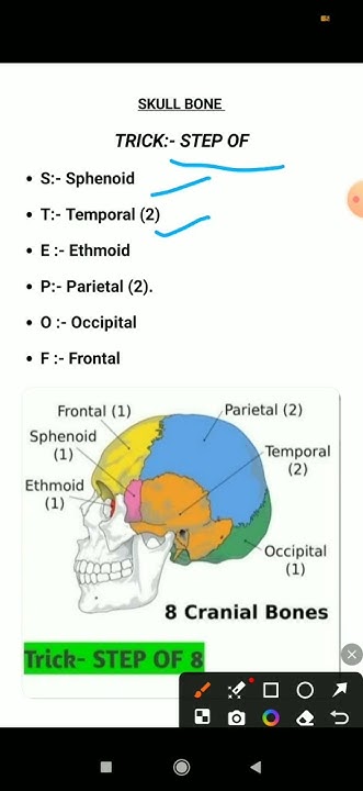 Cranial Bones| Cranial Bones Anatomy| Cranial Bones of the Skull| Cranial Bones Tricks | Human ...