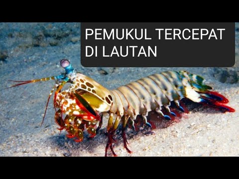 Udang mantis - hewan terkuat di dasar laut dengan tinju yang mematikan ...