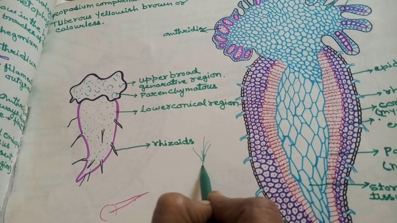 Plant life cycle and Alternation of generation - YouTube
