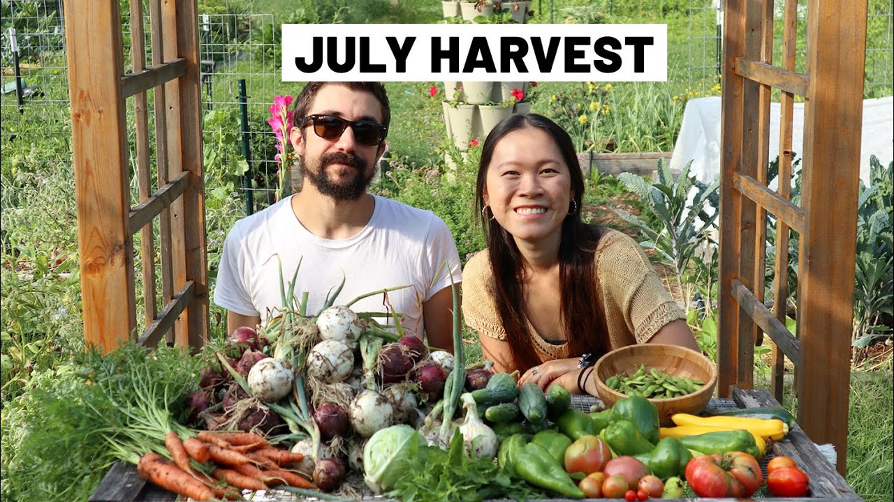 JULY vegetable garden harvest! 🧅🍅🫑 (and goat updates ...