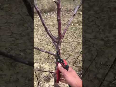 Yarı bodur elma fidanı budaması