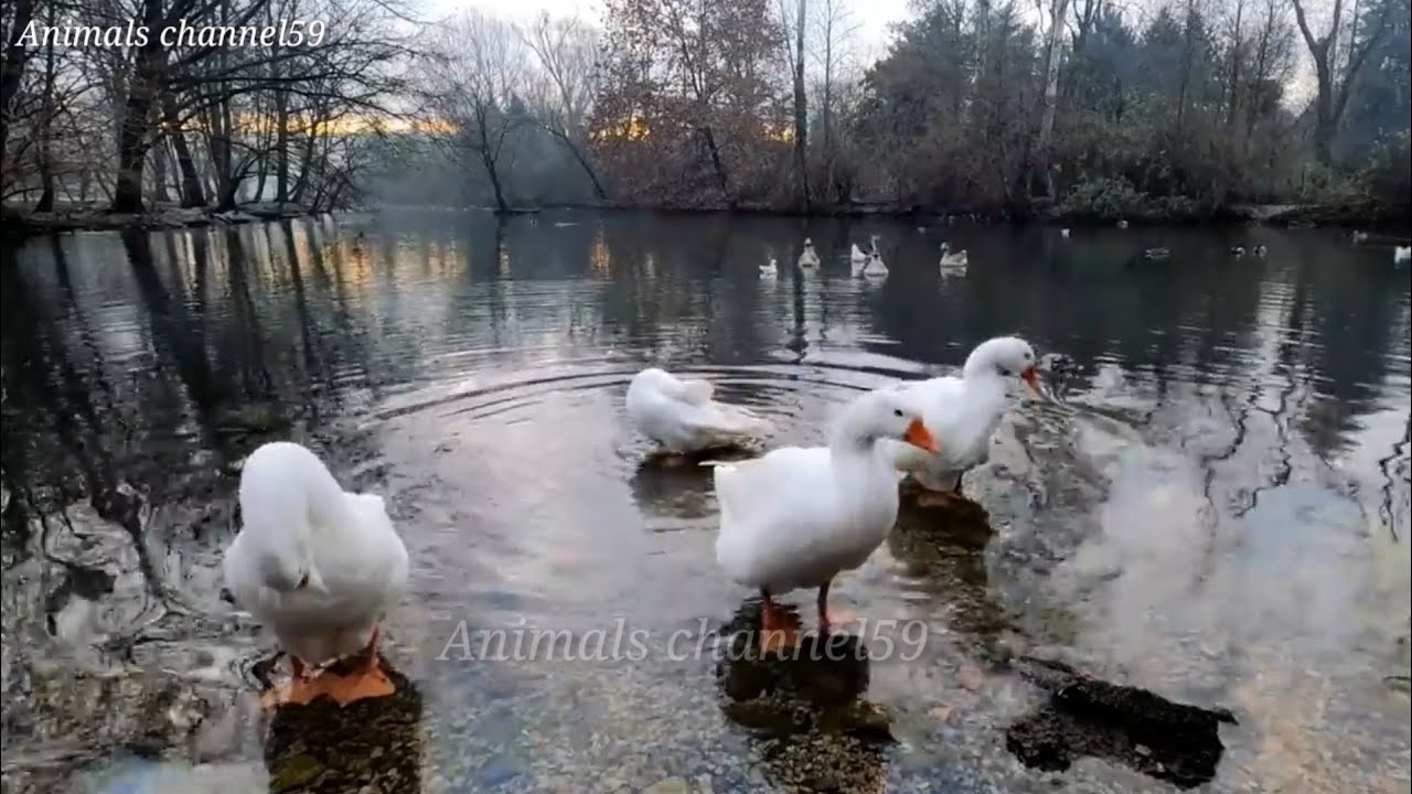 ducks swimming in a beautiful lake., Like || share || subscribe # ...