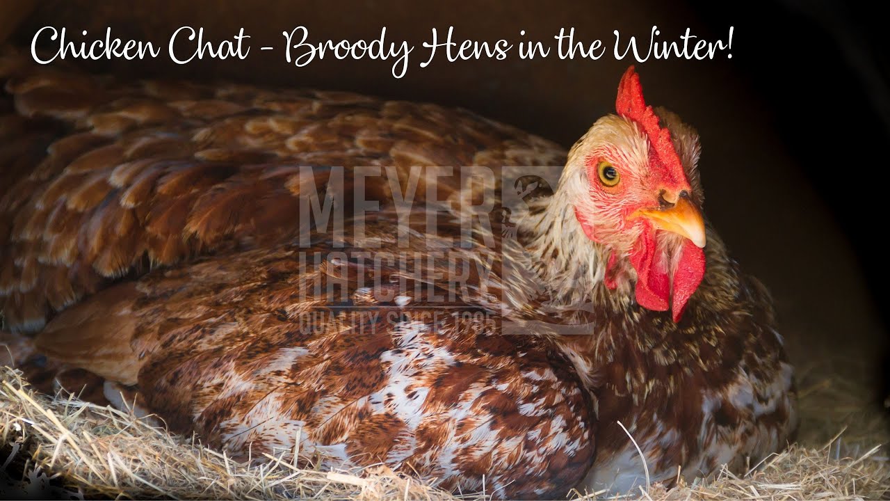 Chicken Chat - Broody Hens in the Winter! - YouTube