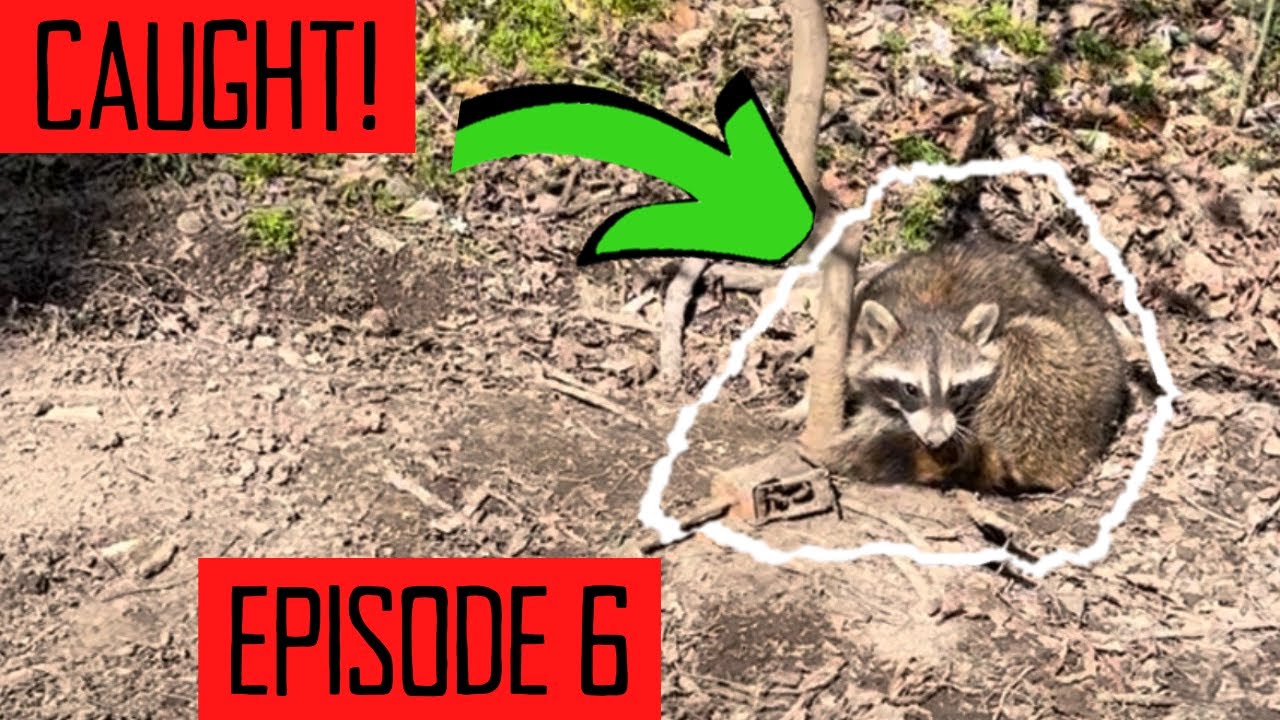 How to use Dog food to catch a Raccoon - Coon Trapping - S1 I EP6 - YouTube