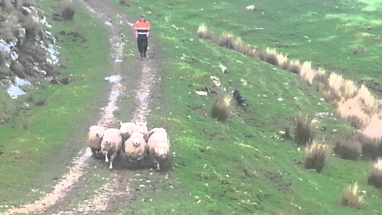 Heading dog - YouTube