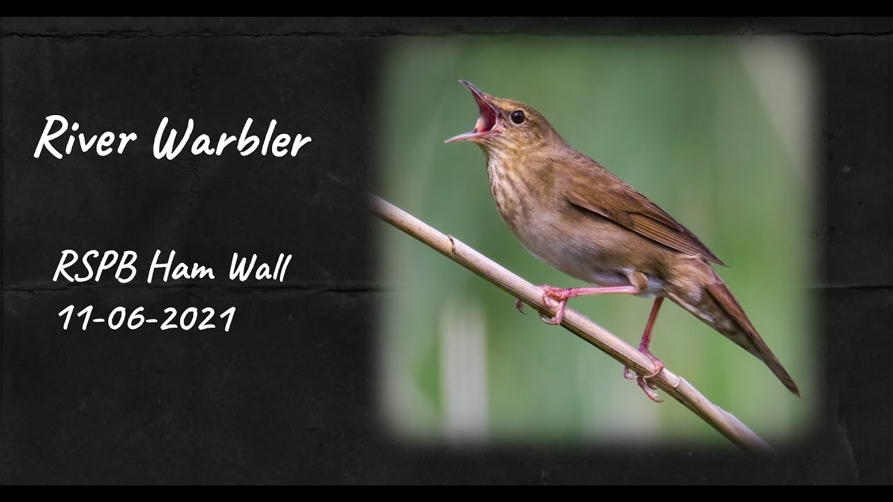 The rare River Warbler singing in the UK - YouTube
